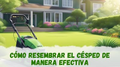 Discover How to Reseed Your Lawn Effectively