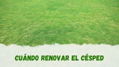 Cuándo Renovar el Césped: Pasos a Seguir